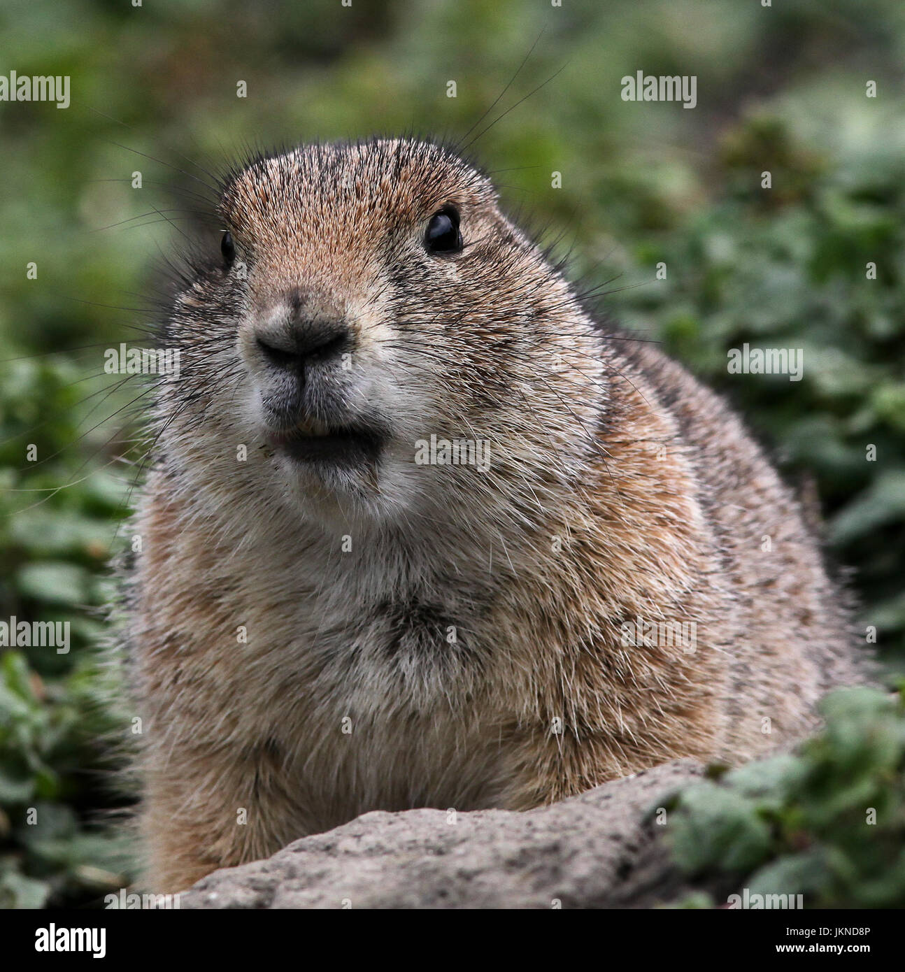 Sciuridae family hi-res stock photography and images - Alamy