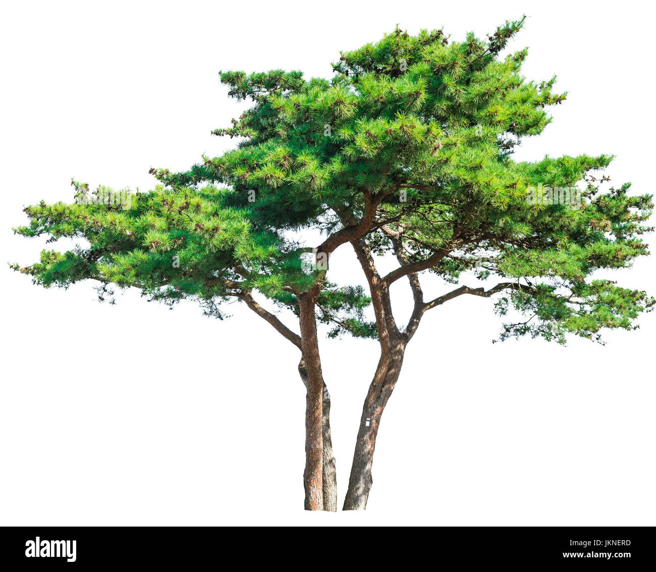 Green tree isolated on white background Stock Photo - Alamy