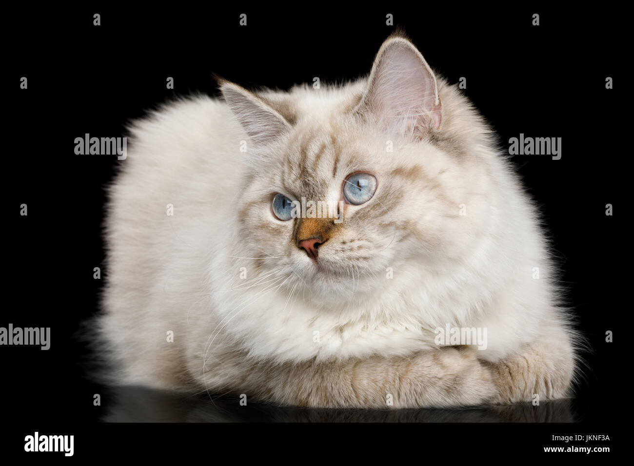 Neva masquerade point hi-res stock photography and images - Alamy