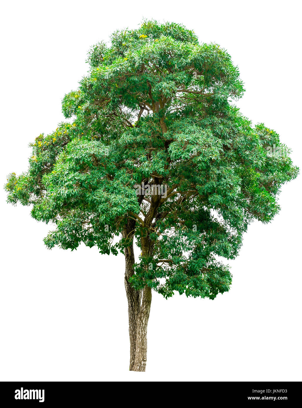 Green tree isolated on white background Stock Photo - Alamy