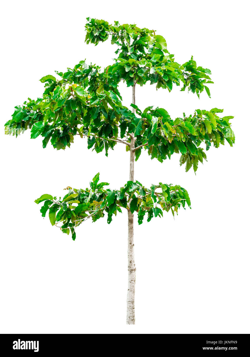 Green tree isolated on white background Stock Photo - Alamy