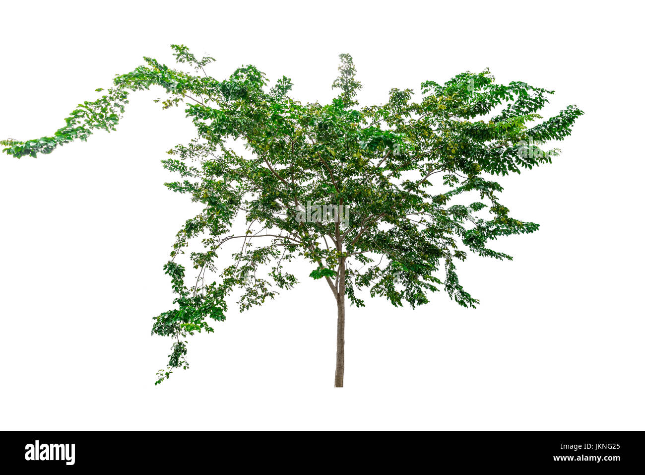 Green tree isolated on white background Stock Photo - Alamy