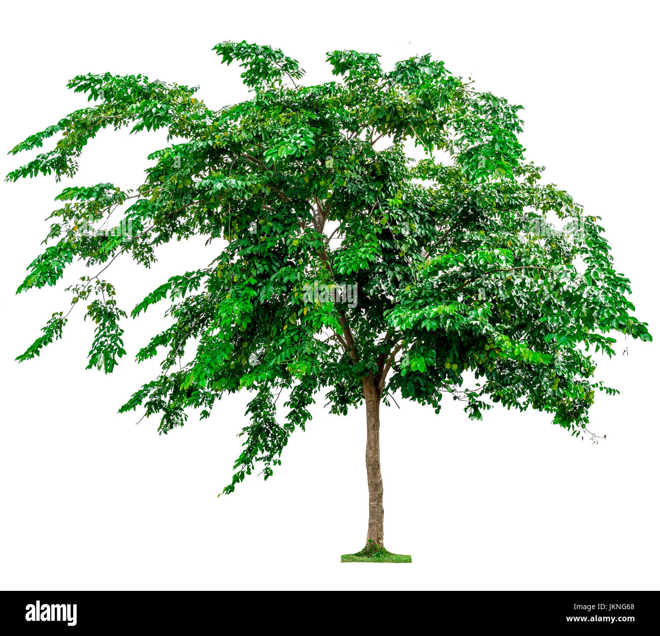 Green tree isolated on white background Stock Photo - Alamy