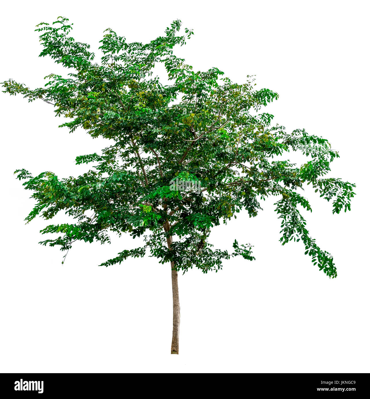 Green tree isolated on white background Stock Photo - Alamy