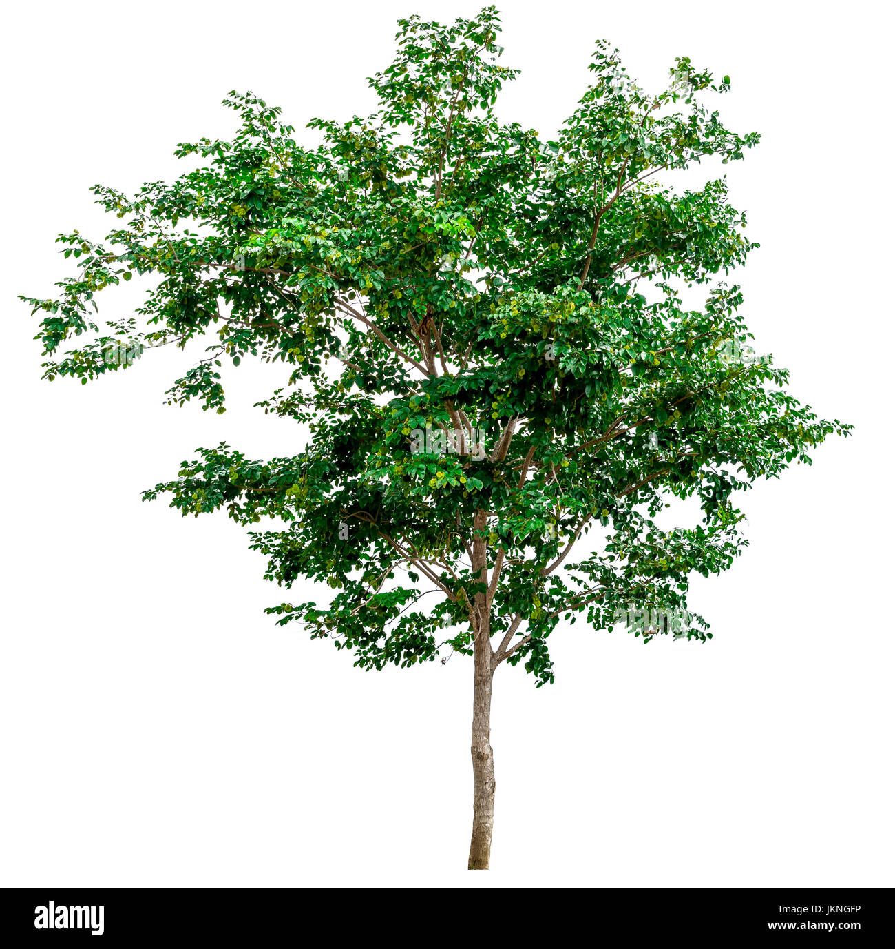 Green tree isolated on white background Stock Photo - Alamy