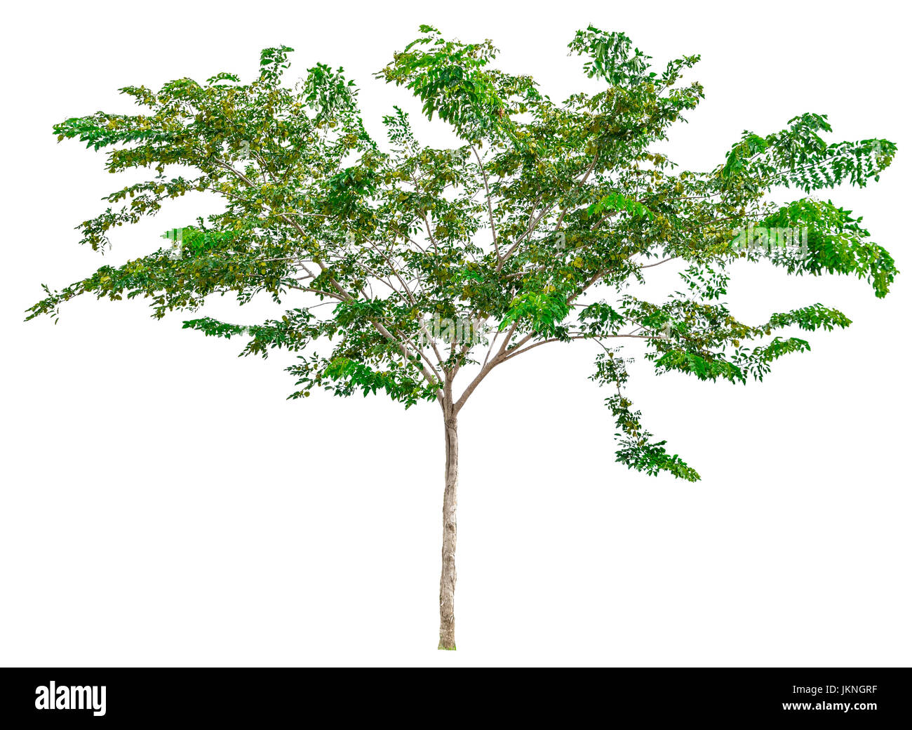 Green tree isolated on white background Stock Photo - Alamy