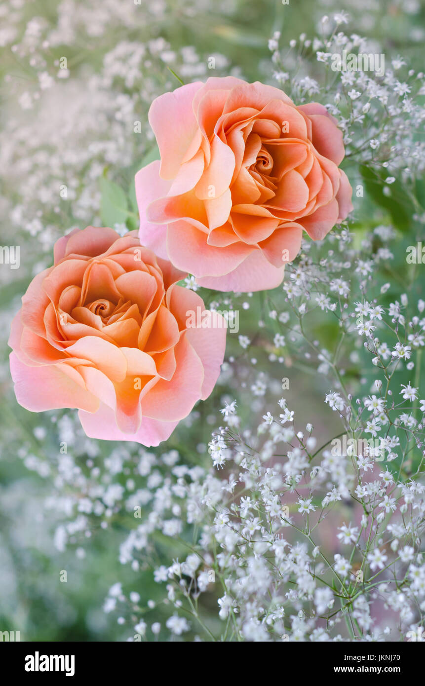 Babys breath plant hi-res stock photography and images - Alamy