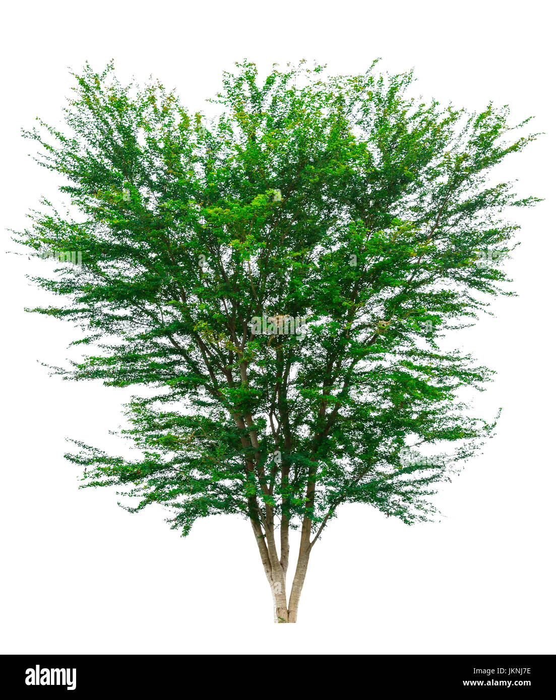 Green tree isolated on white background Stock Photo - Alamy