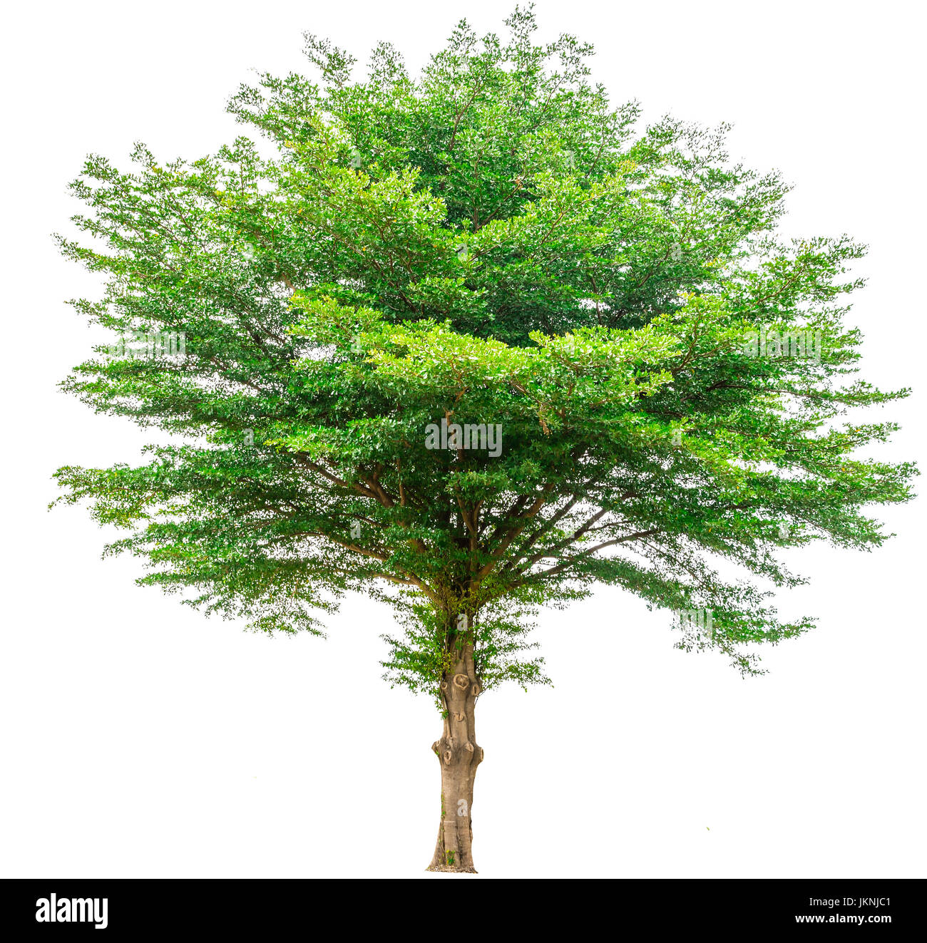 Green tree isolated on white background (Terminalia Stock Photo - Alamy