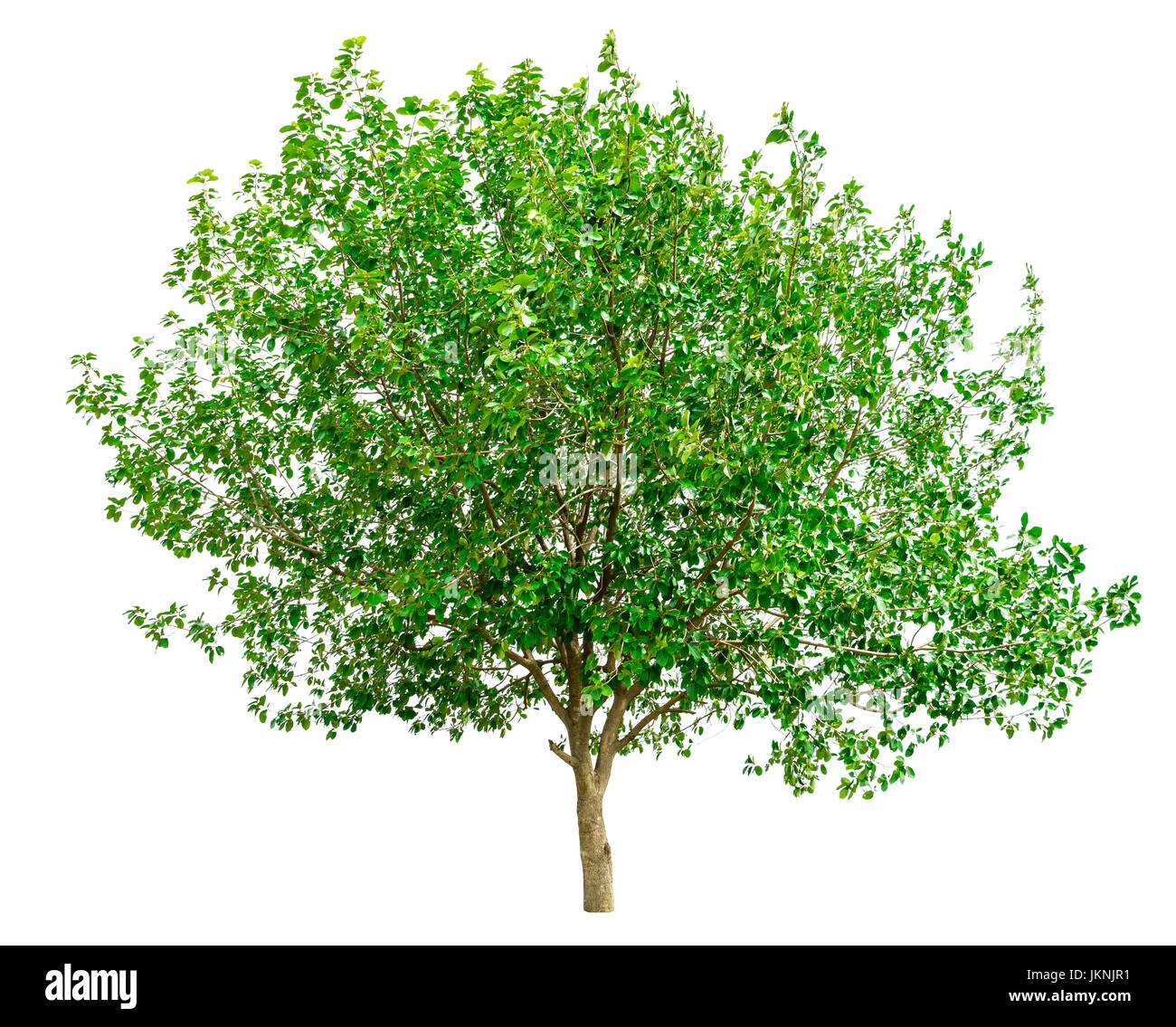 Green tree isolated on white background Stock Photo - Alamy