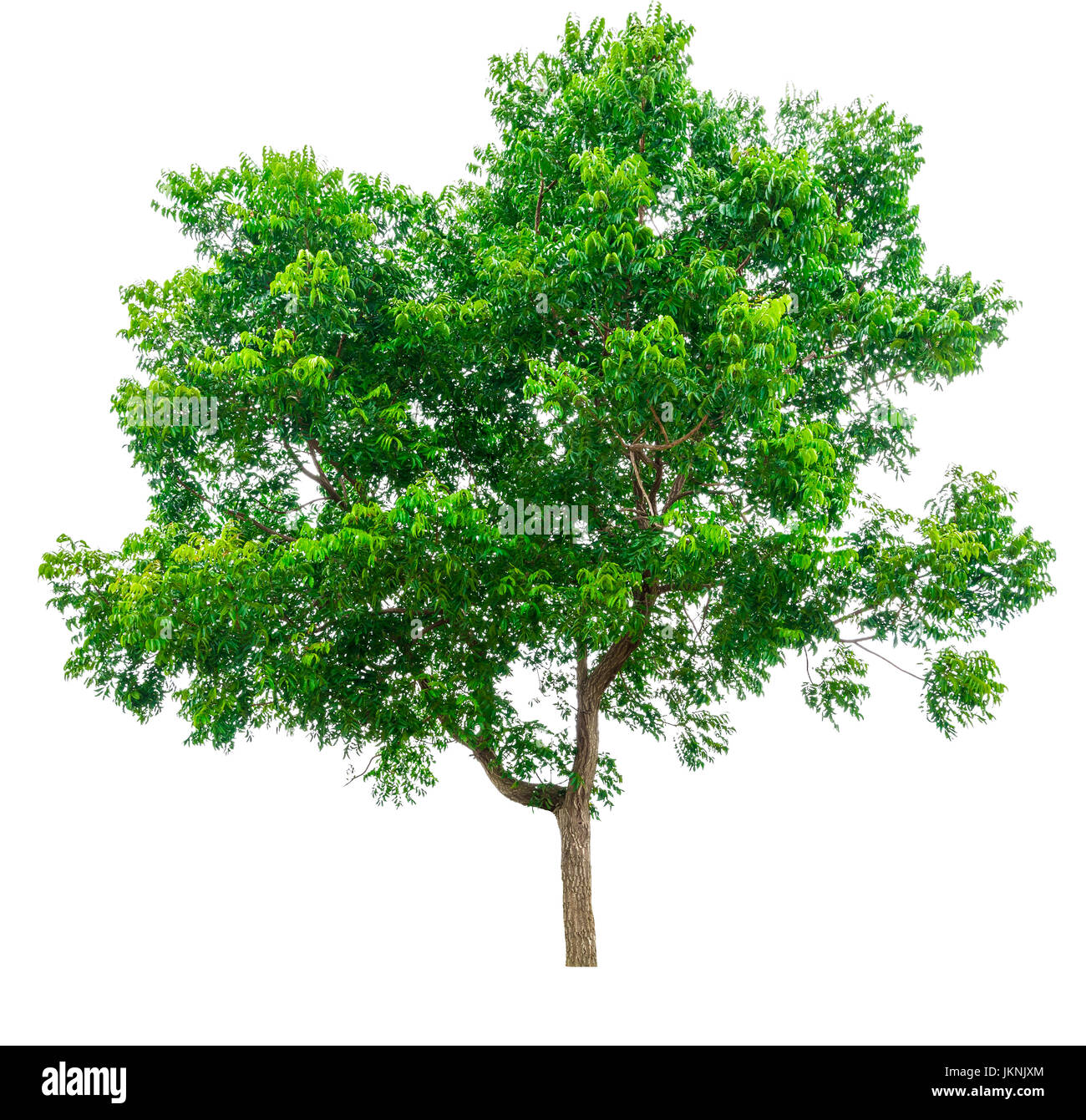 Green tree isolated on white background Stock Photo - Alamy