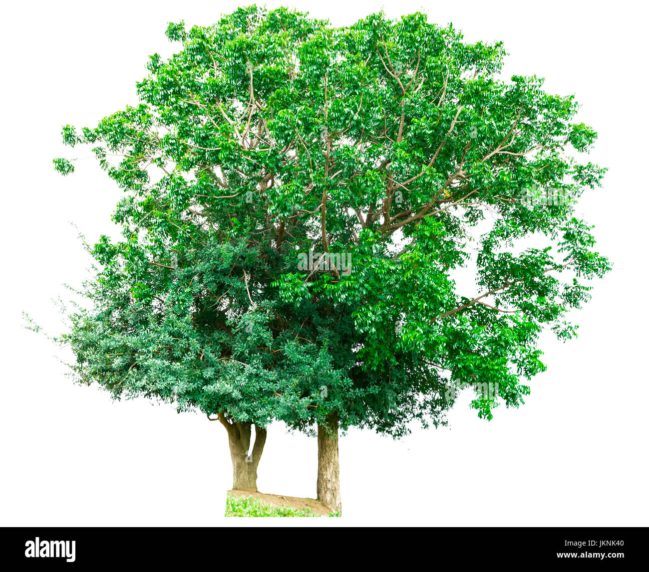 Two green tree isolated on white background Stock Photo - Alamy