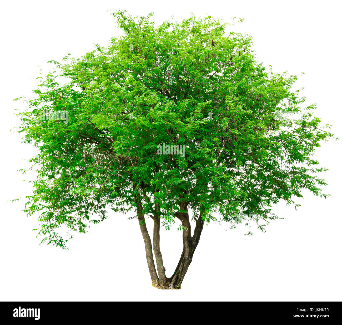 Green tree isolated on white background Stock Photo - Alamy