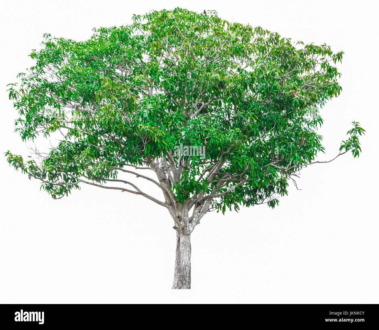 Green tree isolated on white background Stock Photo - Alamy