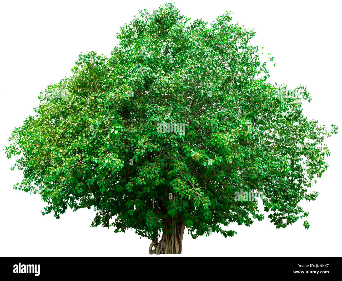Green tree isolated on white background Stock Photo - Alamy