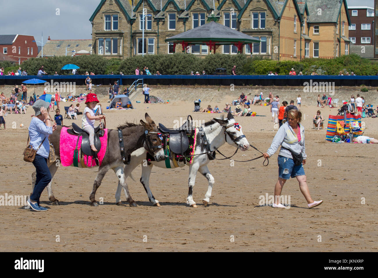 Group, or herd, of seaside saddled donkeys with their handler at Lytham ...