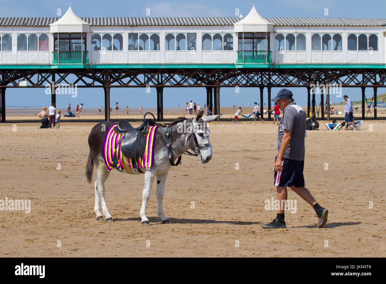 Group, or herd, of seaside saddled donkeys with their handler at Lytham ...