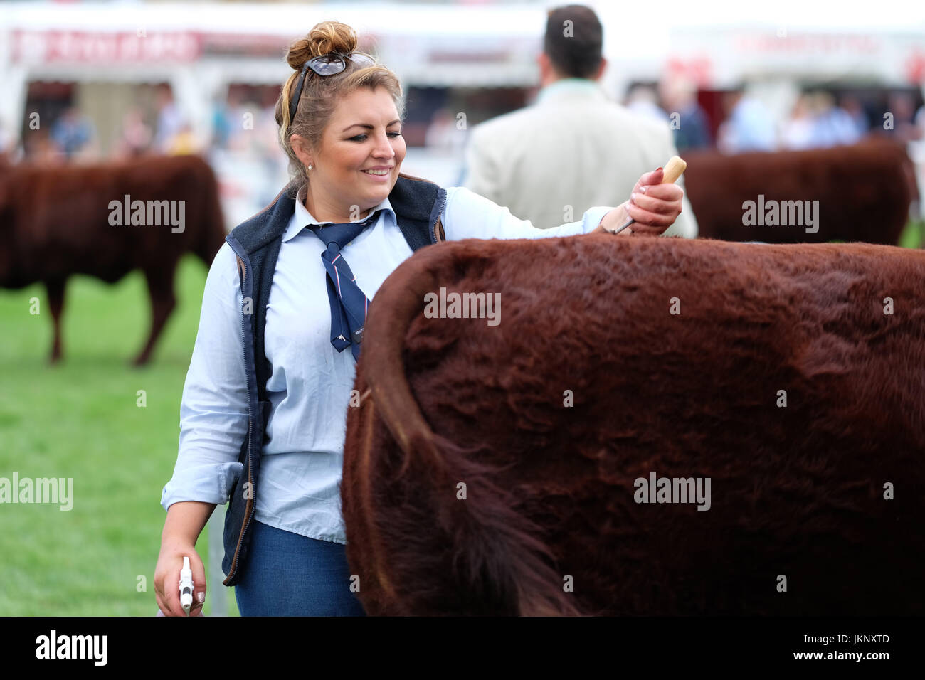 Lincoln red cattle hi-res stock photography and images - Alamy
