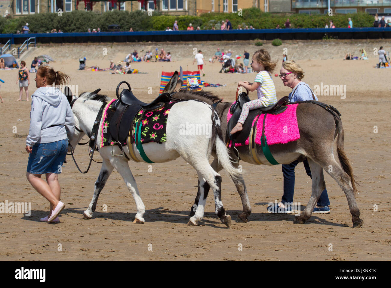 Group, or herd, of seaside saddled donkeys with their handler at Lytham ...