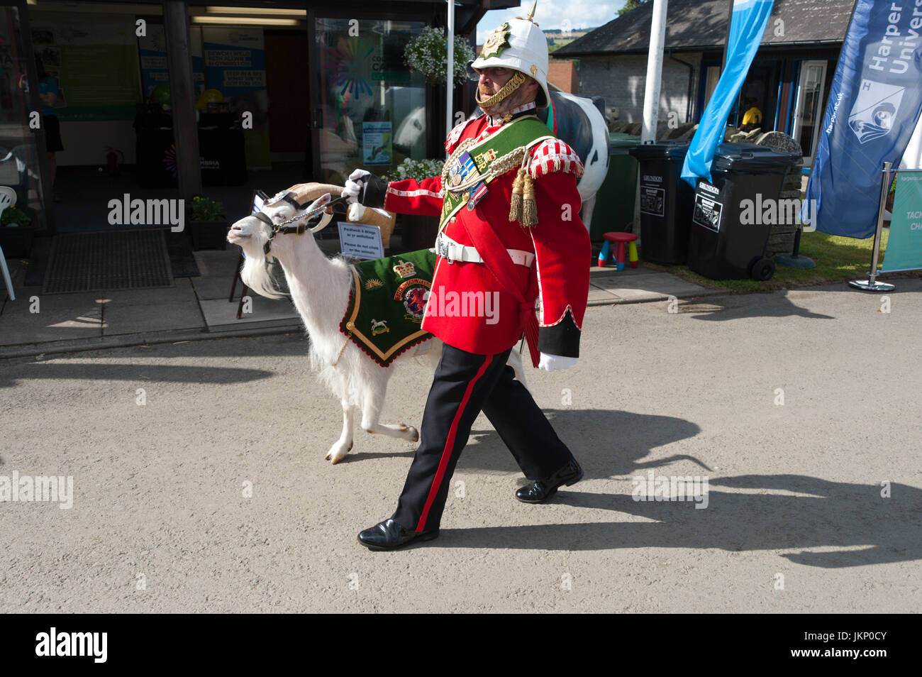 Welsh guards with goat mascot hi-res stock photography and images - Alamy