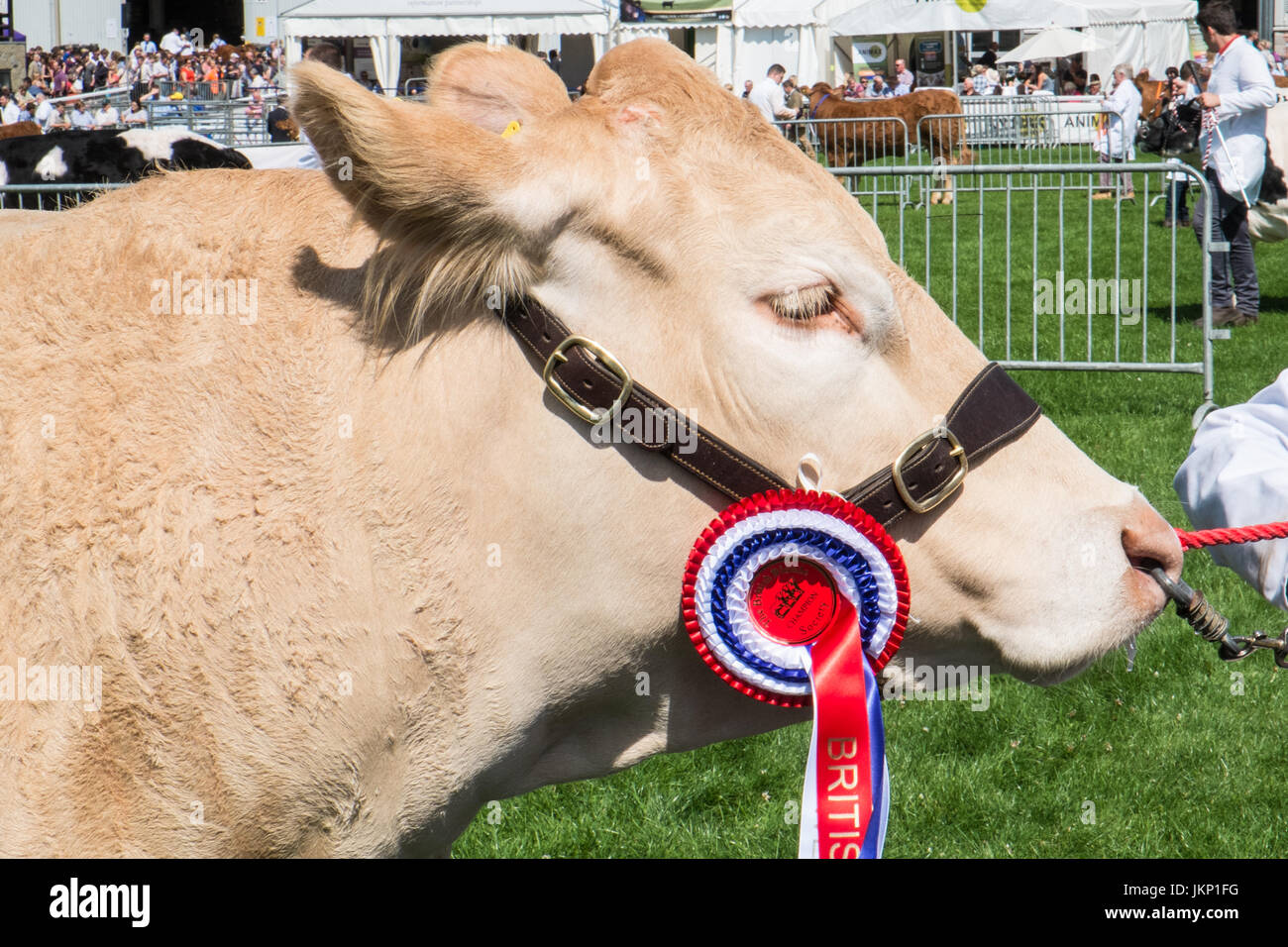 Bull agriculture builth wells hi-res stock photography and images - Alamy