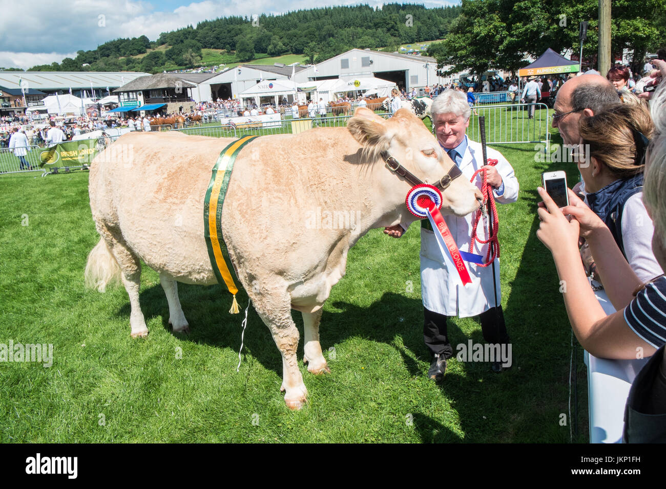 Bull agriculture builth wells hi-res stock photography and images - Alamy