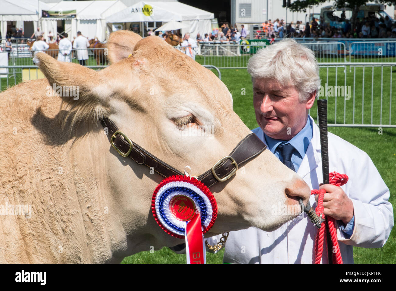 Bull agriculture builth wells hi-res stock photography and images - Alamy