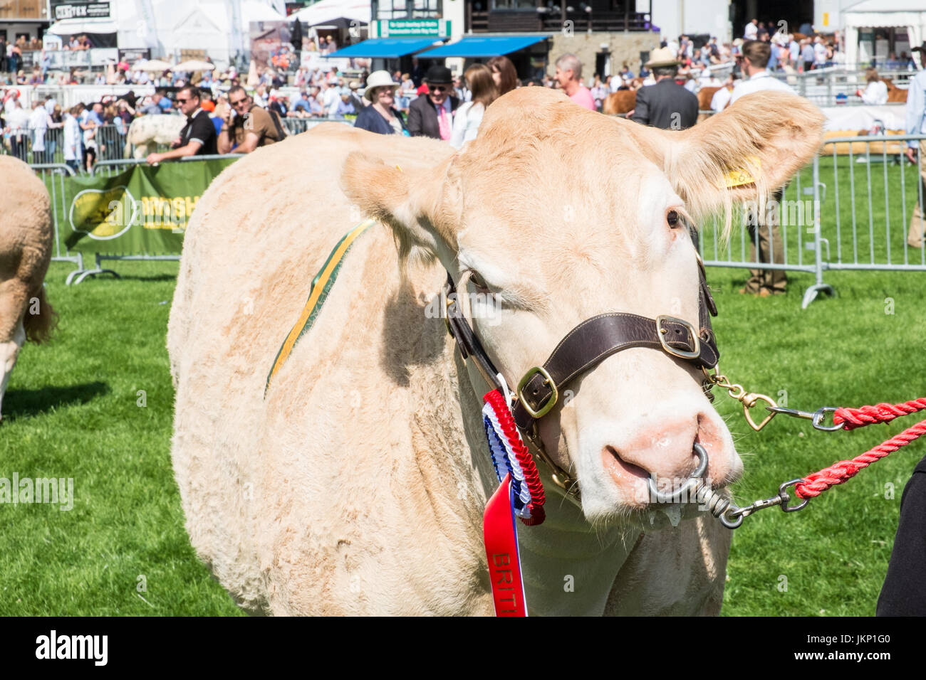 Bull agriculture builth wells hi-res stock photography and images - Alamy