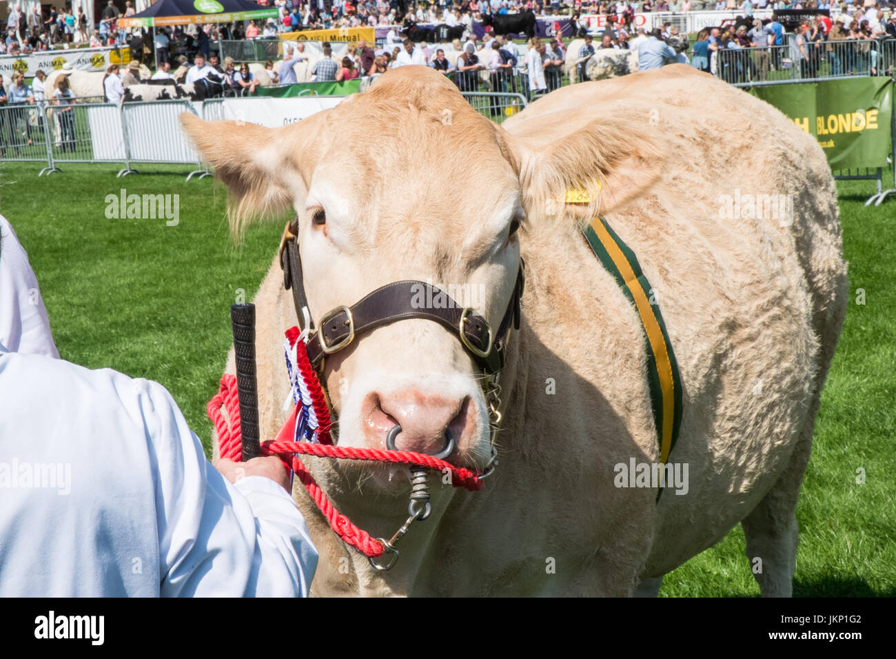Bull agriculture builth wells hi-res stock photography and images - Alamy