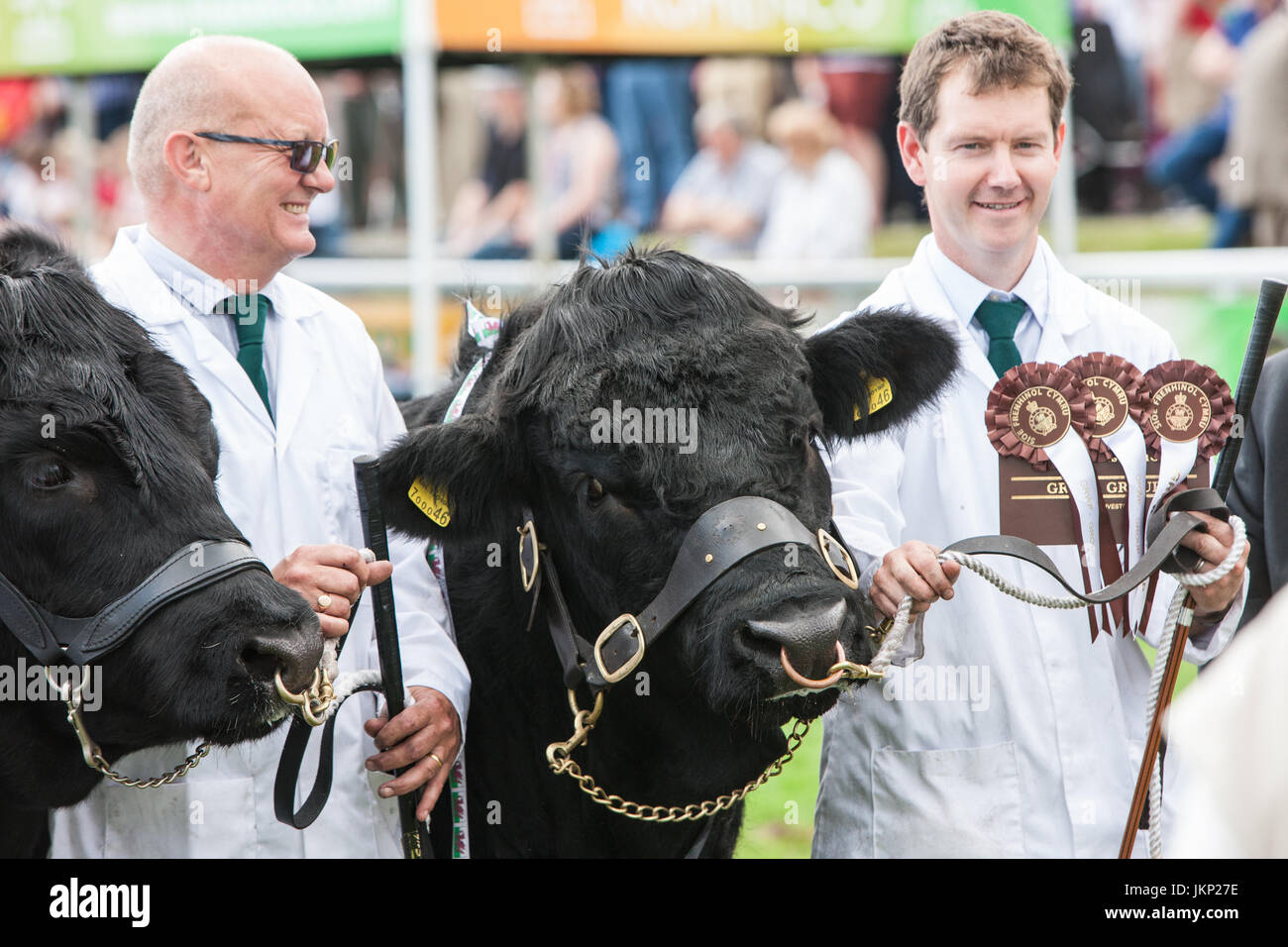 Welsh black bull hi-res stock photography and images - Alamy
