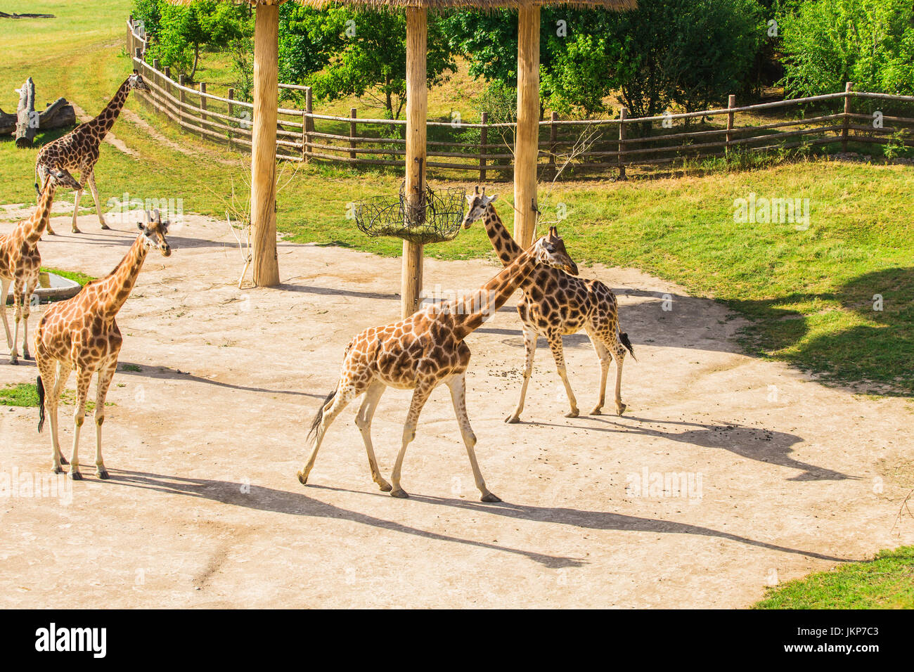 giraffes in the zoo safari park. Beautiful wildlife animals on sunny ...