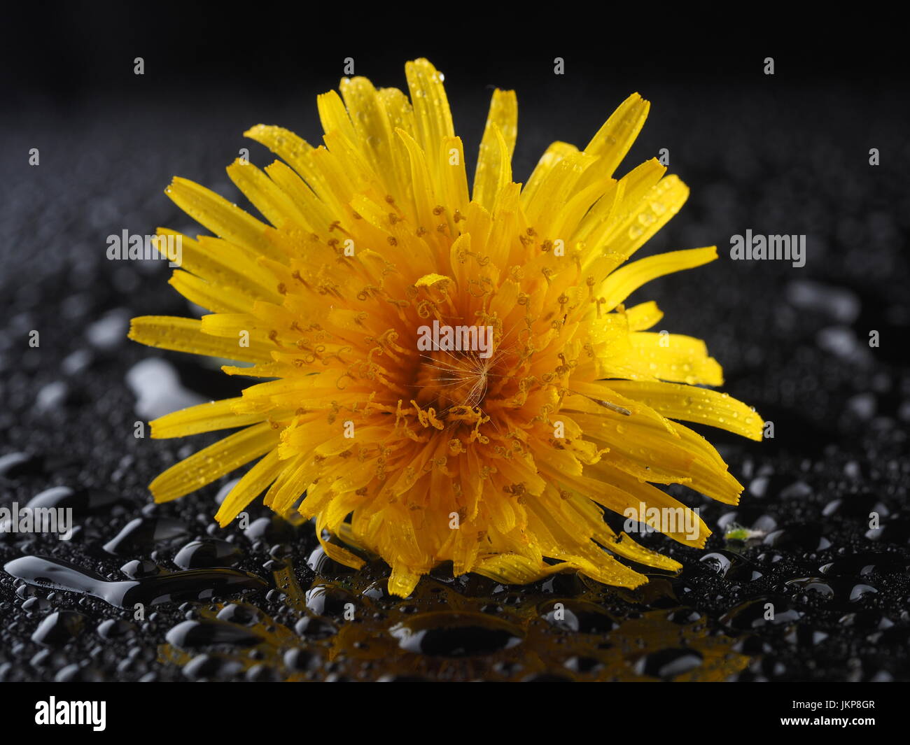 Yellow dandelion flowers on a dark background Stock Photo - Alamy