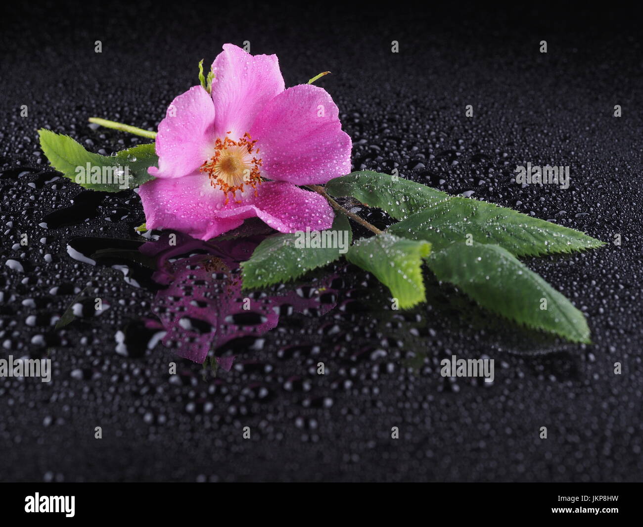 Pink hips on a dark background Stock Photo - Alamy