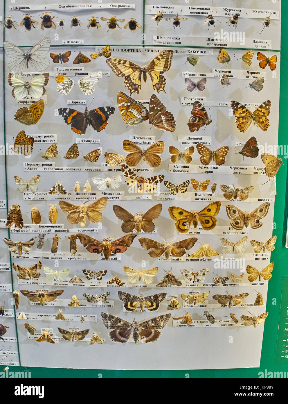 Collection of butterflies Stock Photo - Alamy