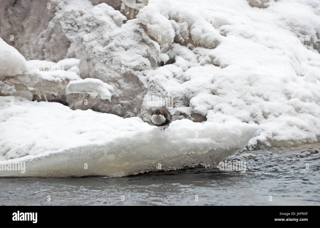 Dipper in the winter on the river bank Stock Photo - Alamy