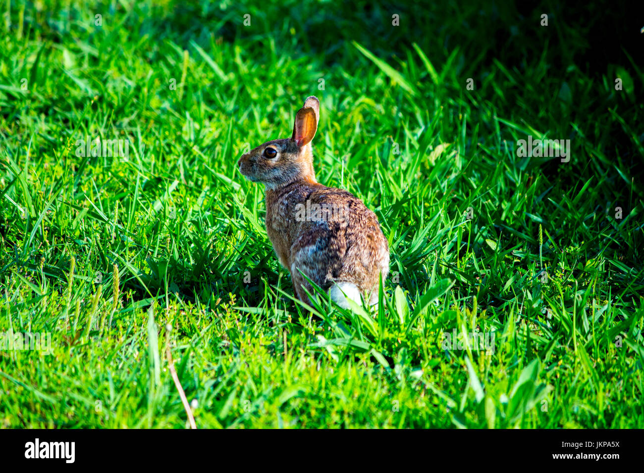 A Rabbit By The Lake Stock Photo - Alamy