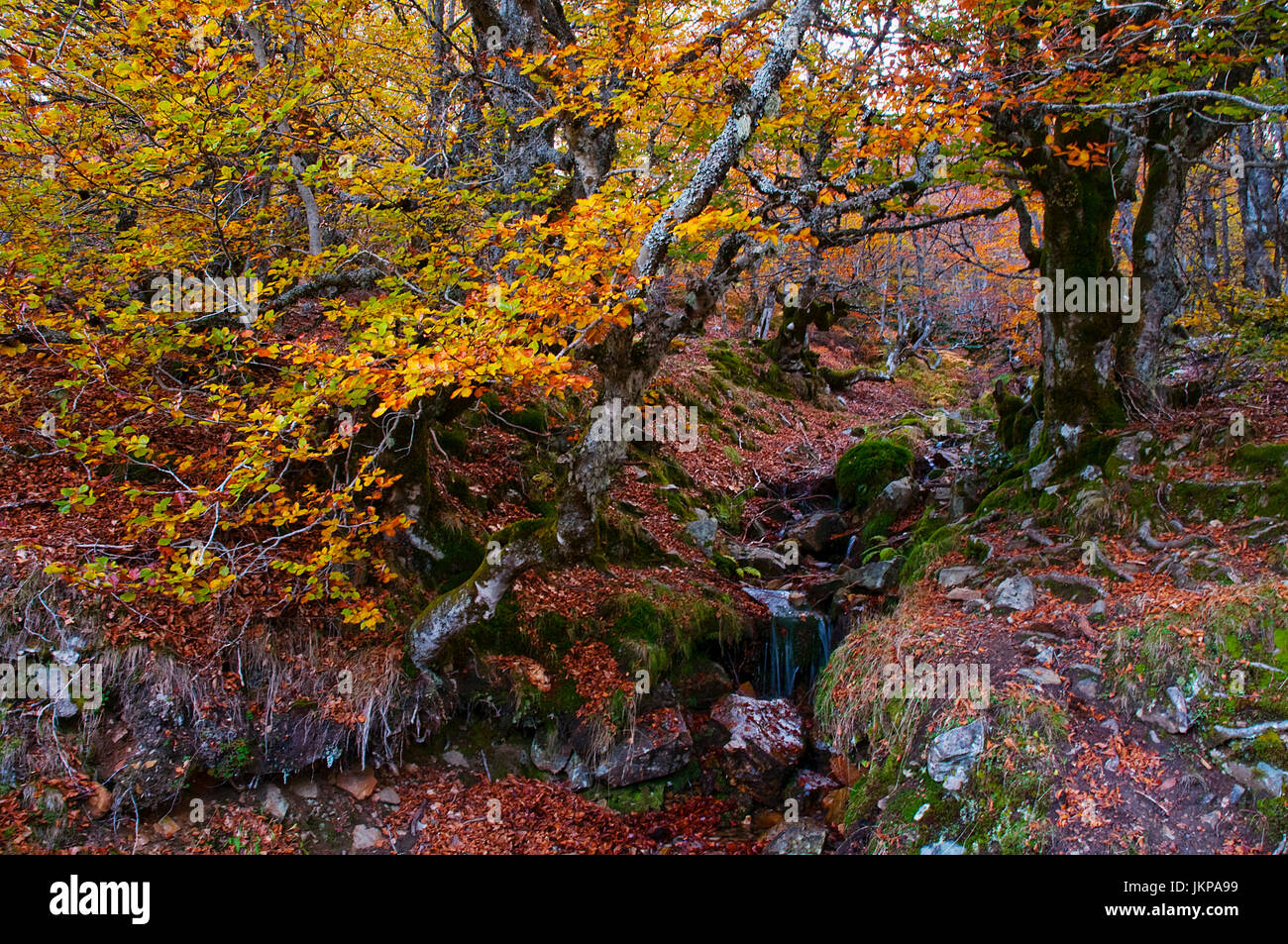 Bosque de riofrio hi-res stock photography and images - Alamy