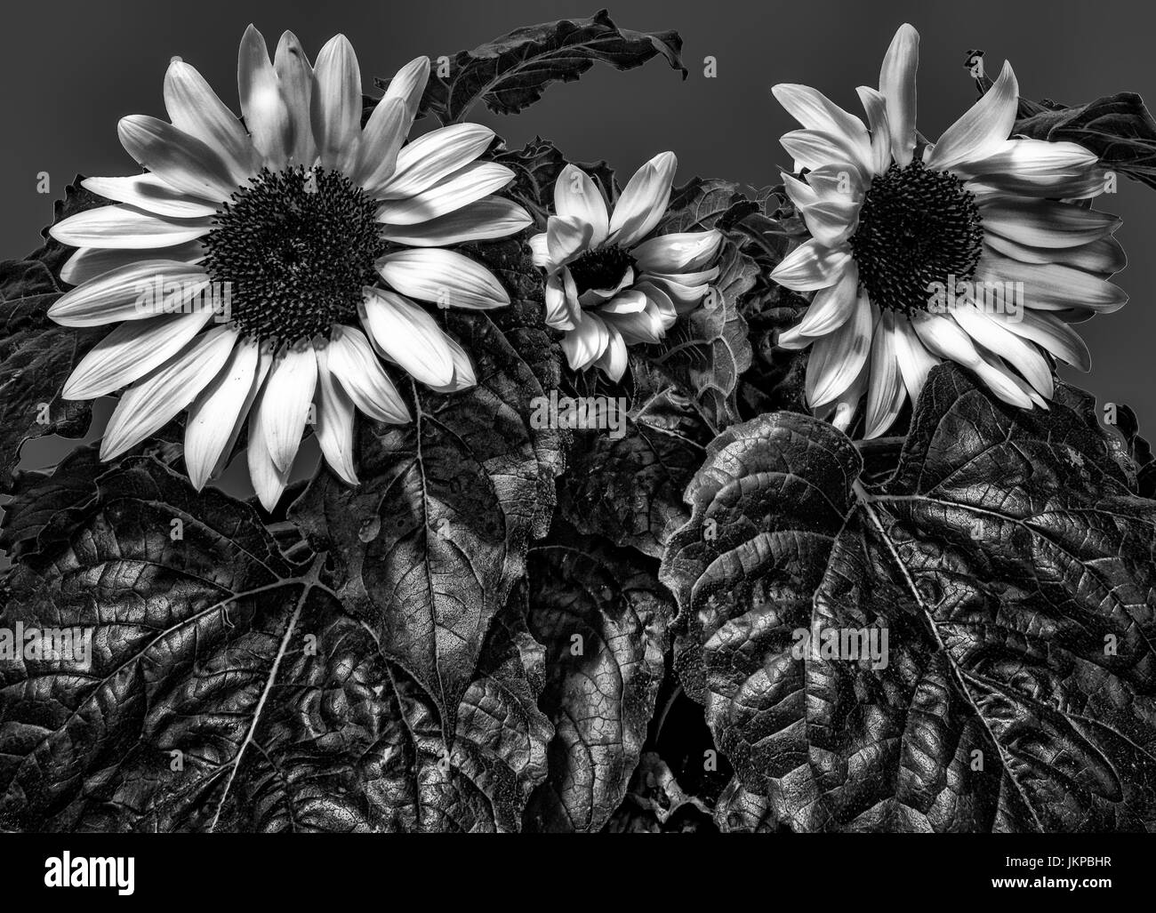 Fantasy realism hi-res stock photography and images - Alamy