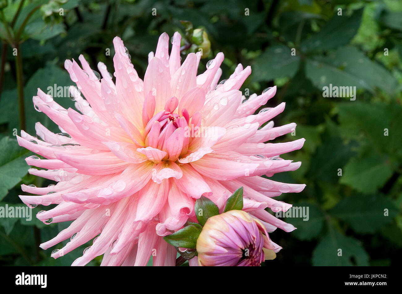 Pink Dahlia flower Stock Photo - Alamy