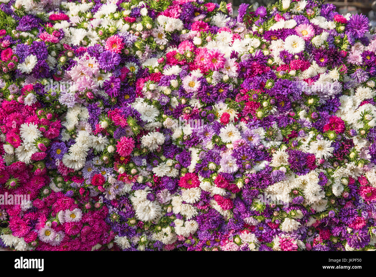 Colorful flowers background for sale at the wholesale flower market in ...