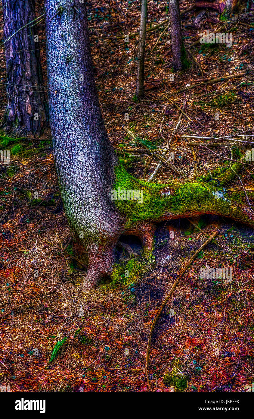 Scary root hi-res stock photography and images - Alamy