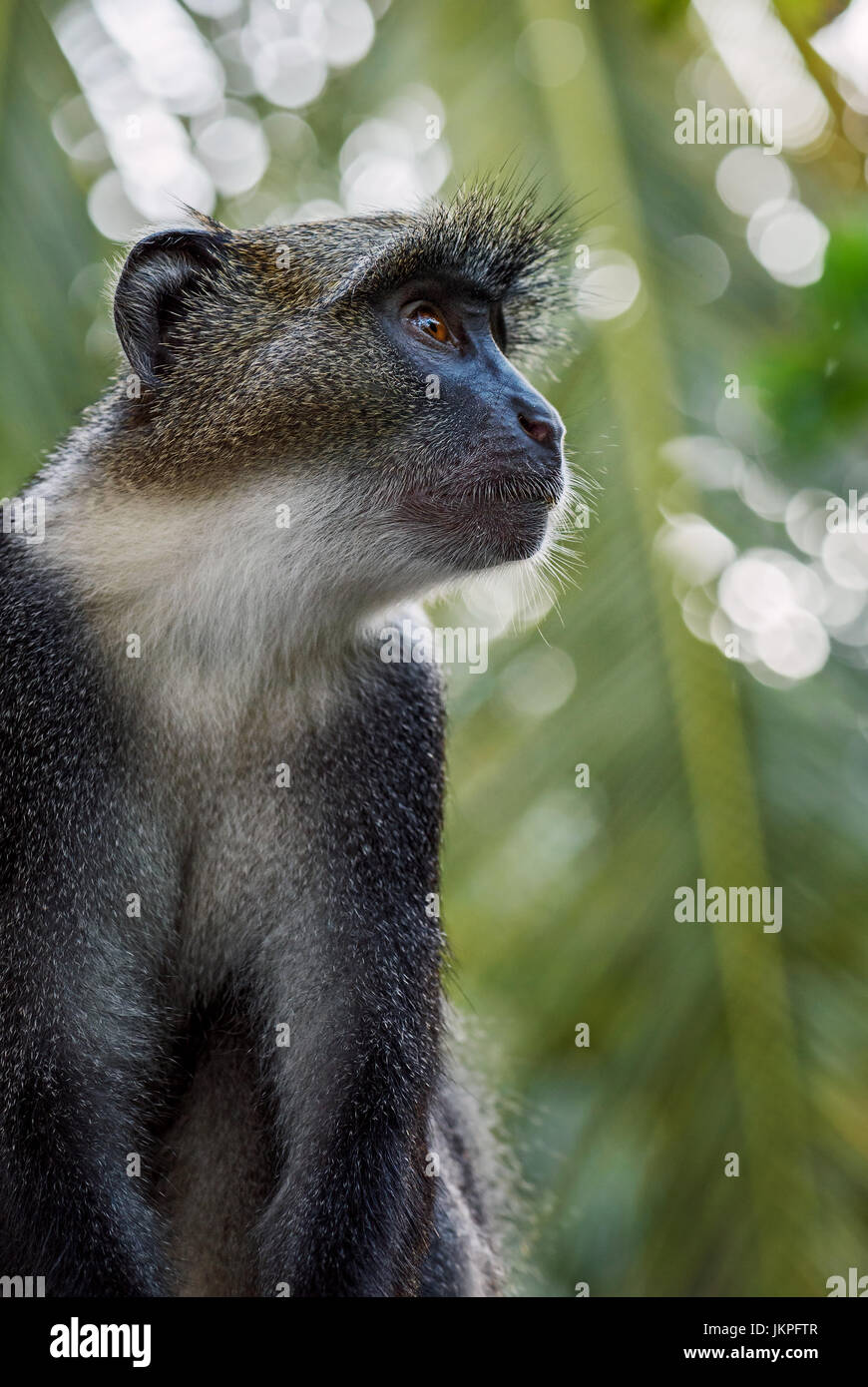 Blue Monkey - Cercopithecus mitis, Kenya Stock Photo - Alamy