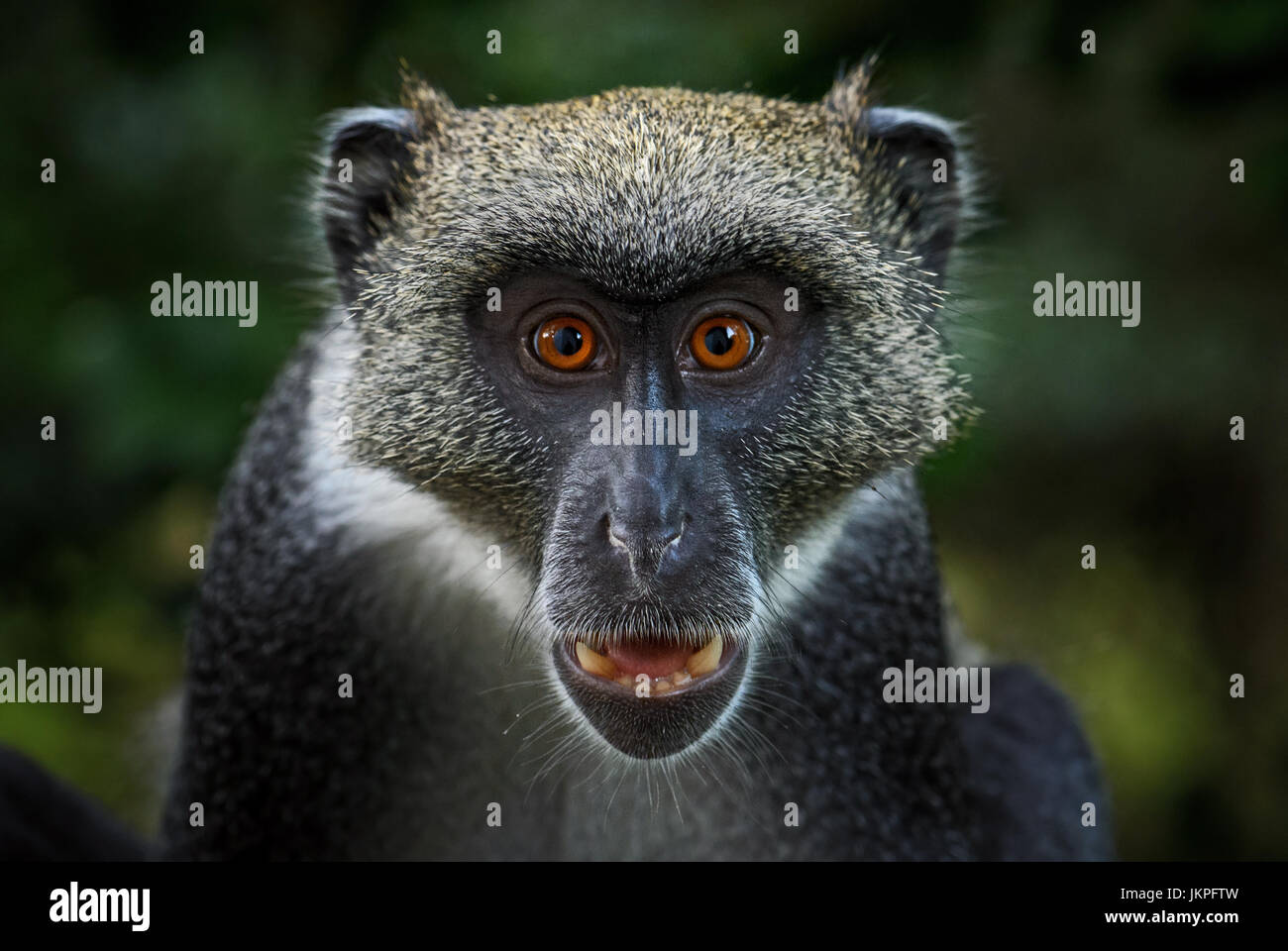 Blue Monkey - Cercopithecus mitis, Kenya Stock Photo - Alamy