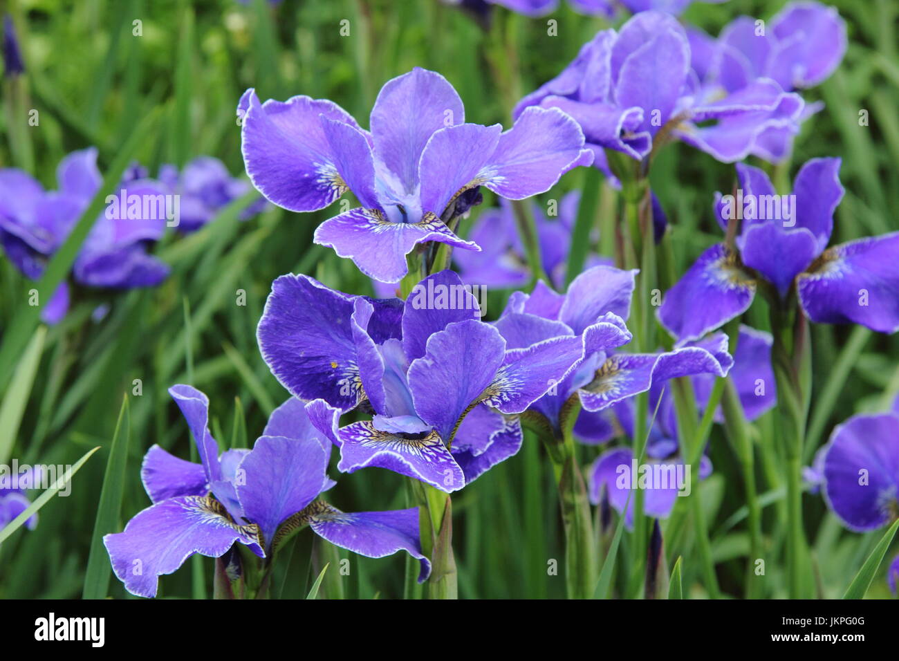 Silver Edge Iris High Resolution Stock Photography and Images - Alamy