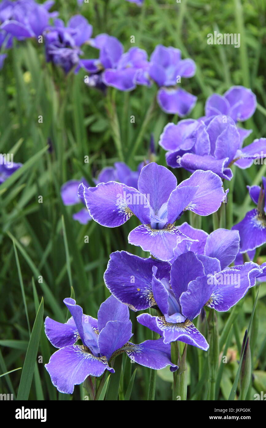 Flowering siberian irises iris sibirica hi-res stock photography and ...