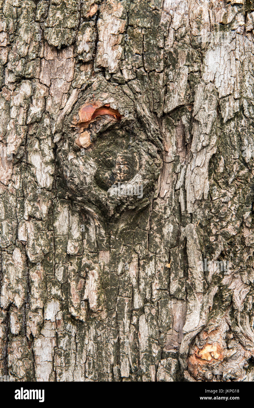 bark background brown texture tree nature Stock Photo - Alamy