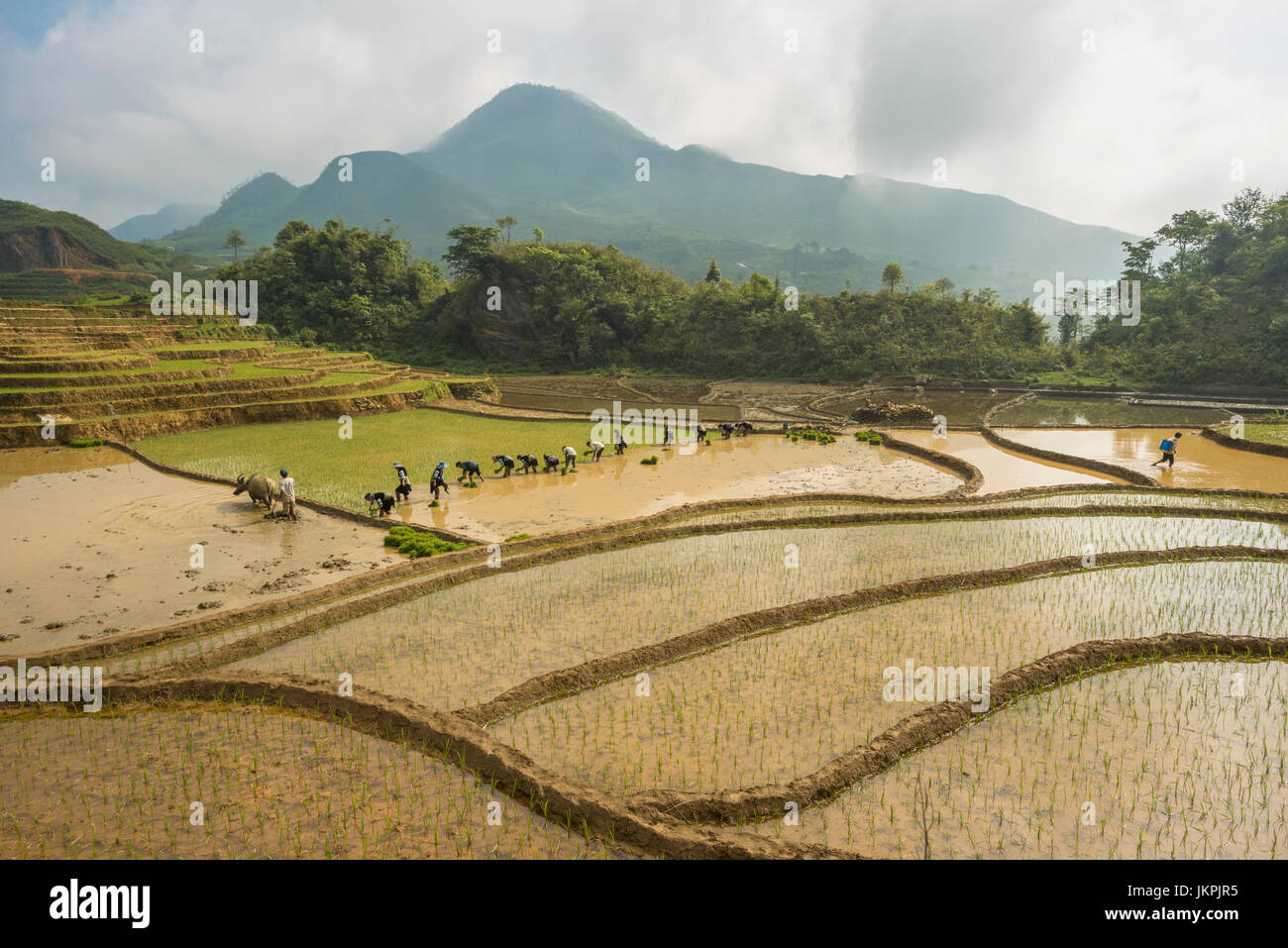 Vietnamese rice paddies hi-res stock photography and images - Alamy