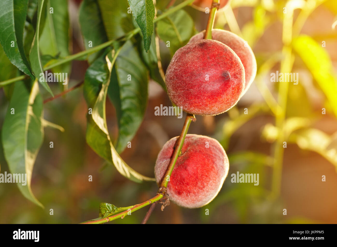 Garden red peaches colorful hi-res stock photography and images - Alamy