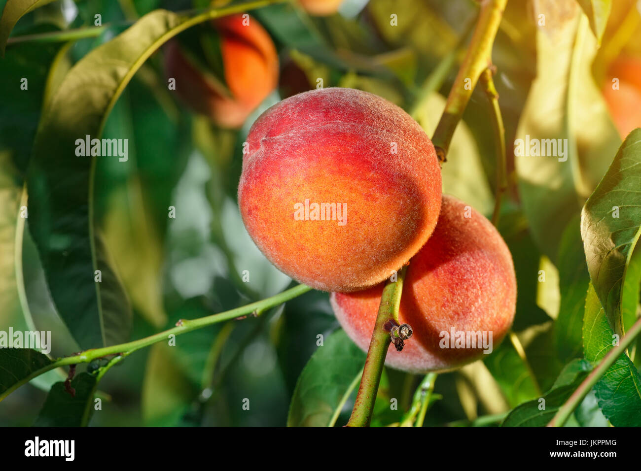 ripe peaches in garden Stock Photo - Alamy