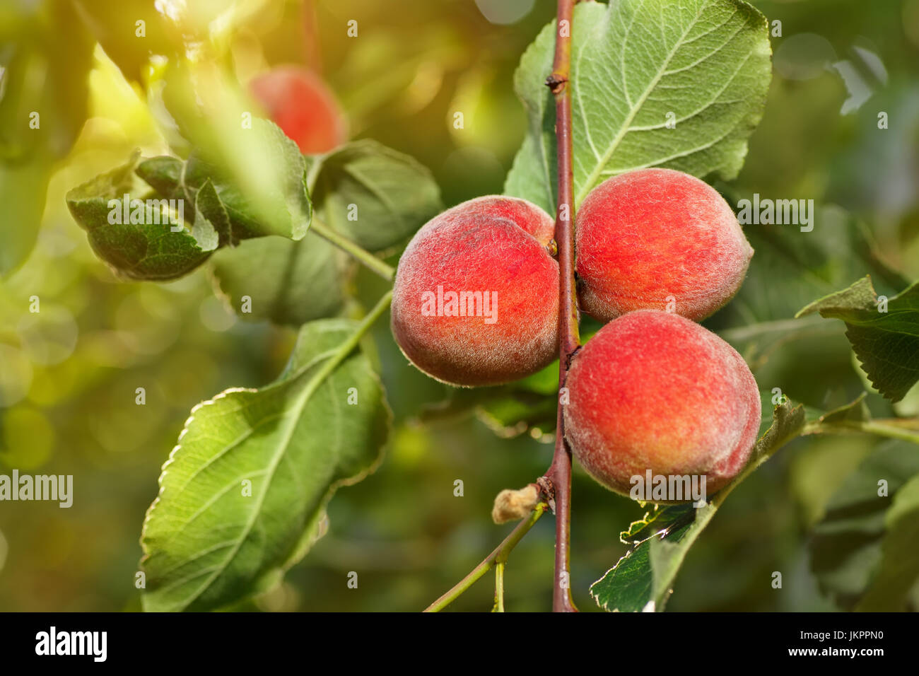Summer peach orchard hi-res stock photography and images - Alamy